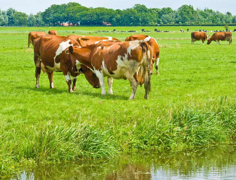 Cows On A Field Picture. Image: 5792456
