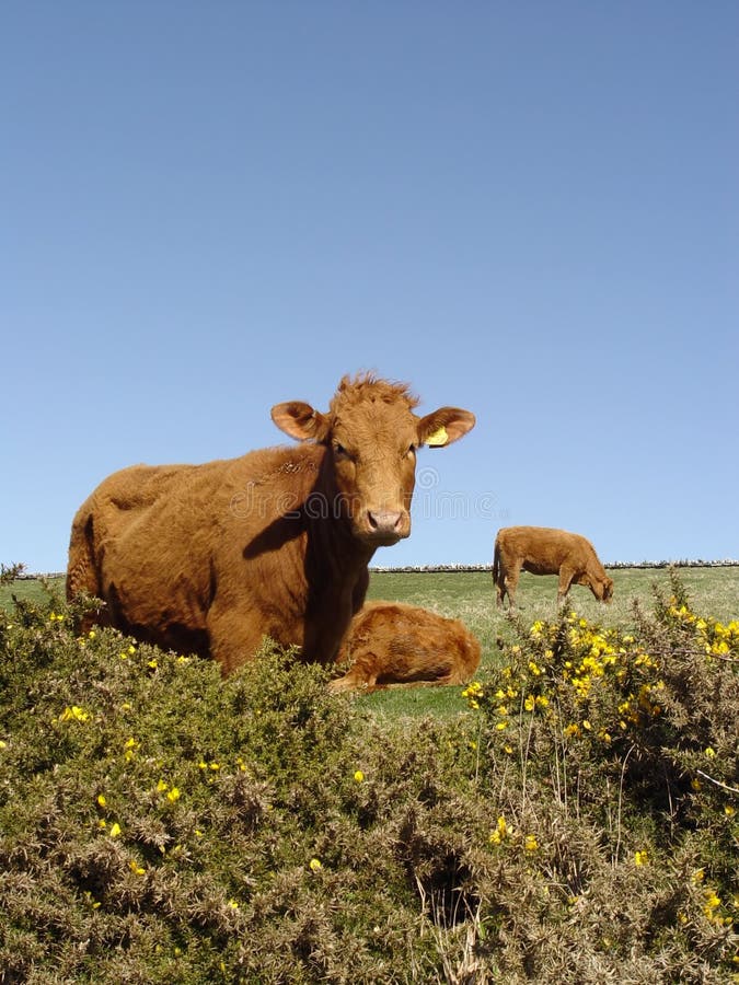 Cows in a field. stock photo. Image of animal, medow, outdoors - 763118