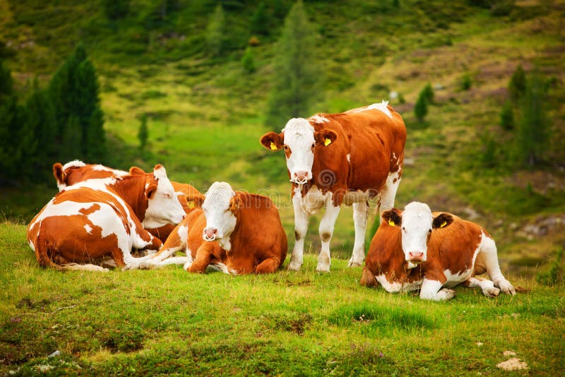 Cows on field stock image. Image of alpine, green, grass - 30554211