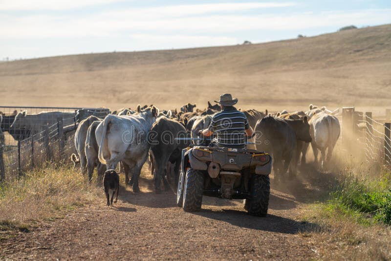 Cows in a Field in the Australian Outback Editorial Photography - Image ...