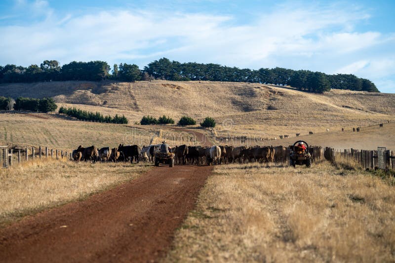 Cows in a Field in the Australian Outback Editorial Stock Photo - Image ...