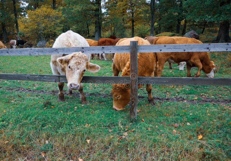 Cows on a Field during the Autumn Stock Photo - Image of agriculture ...