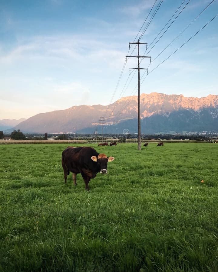 Cows in the field. stock image. Image of meadow, sunrise - 346947555