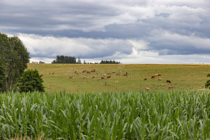 Cows on a Field and Corn in the Foreground Stock Photo - Image of field ...