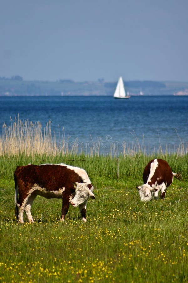 Cows on a Field in Denmark Scandinavia Stock Photo - Image of closeup ...