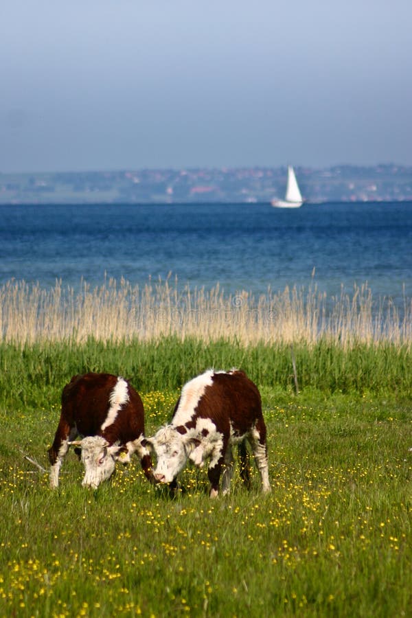 Cows on a Field in Denmark Scandinavia Stock Photo - Image of ...