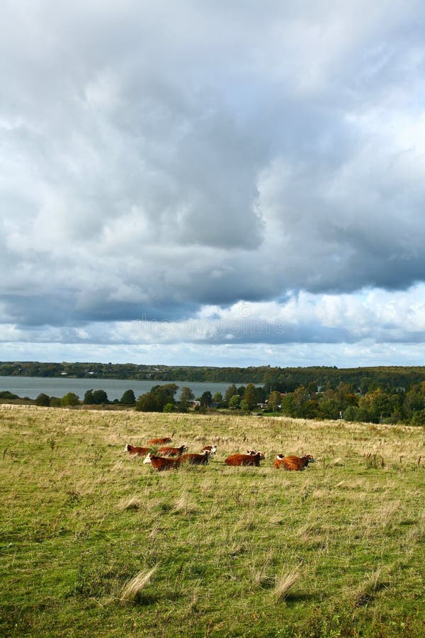 Cows in a Field stock photo. Image of forest, green, country - 19702964