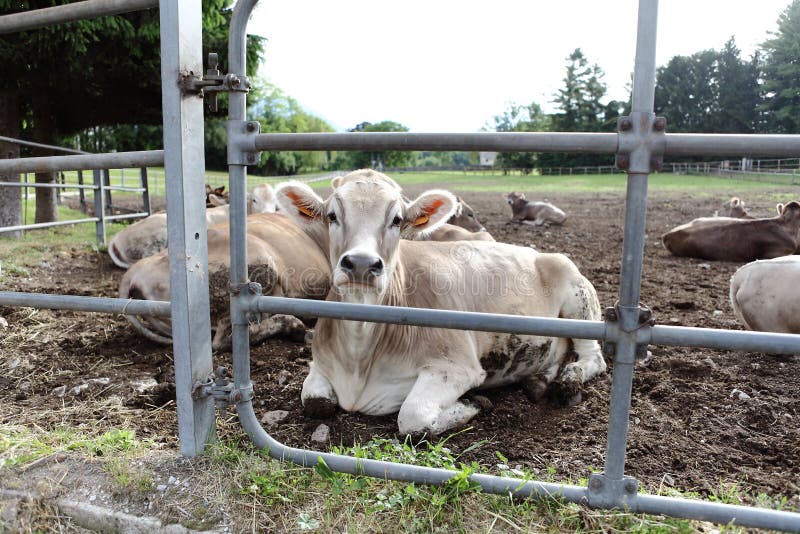 Cows in field farm stock image. Image of calf, mammal - 41149263