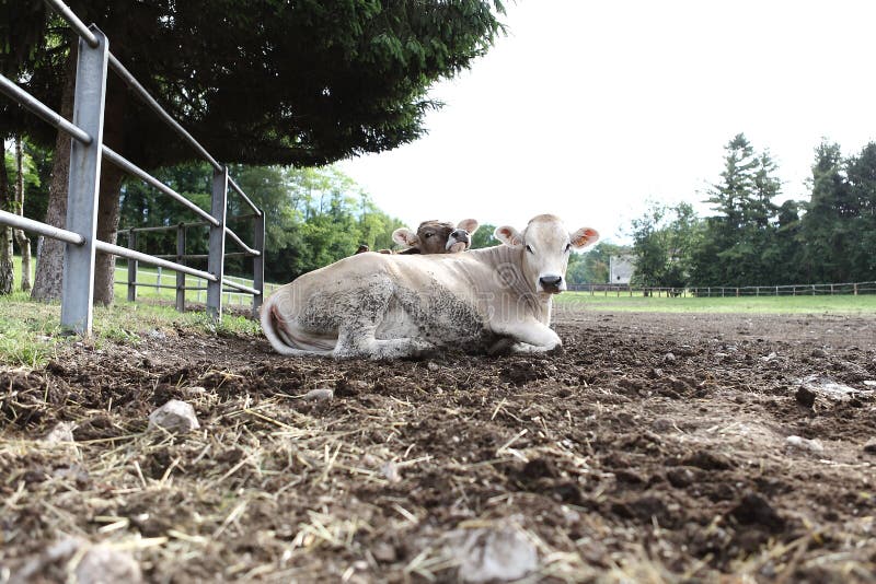 Cows in field farm stock photo. Image of dairy, calf - 41149330