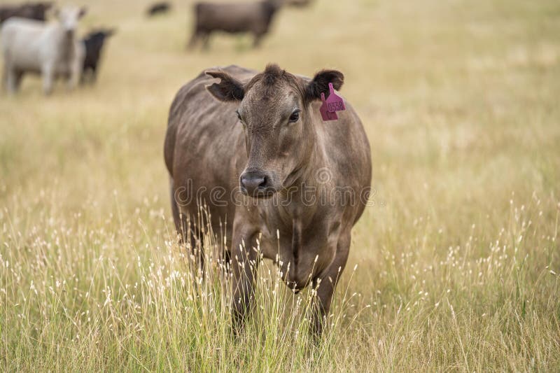 Cows in a Field on a Farm in New Zealand Stock Image - Image of cowbell ...