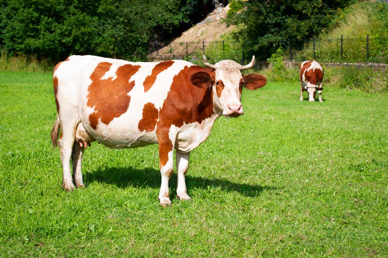 Cow and Field of Fresh Grass Stock Image - Image of cows, grass: 270765781