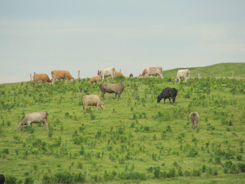Cows on the field stock image. Image of cliffs, lettuce - 57418947