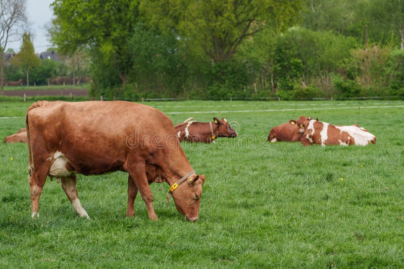 Cows on a Field in Westphalia at Spring Time Stock Image - Image of ...