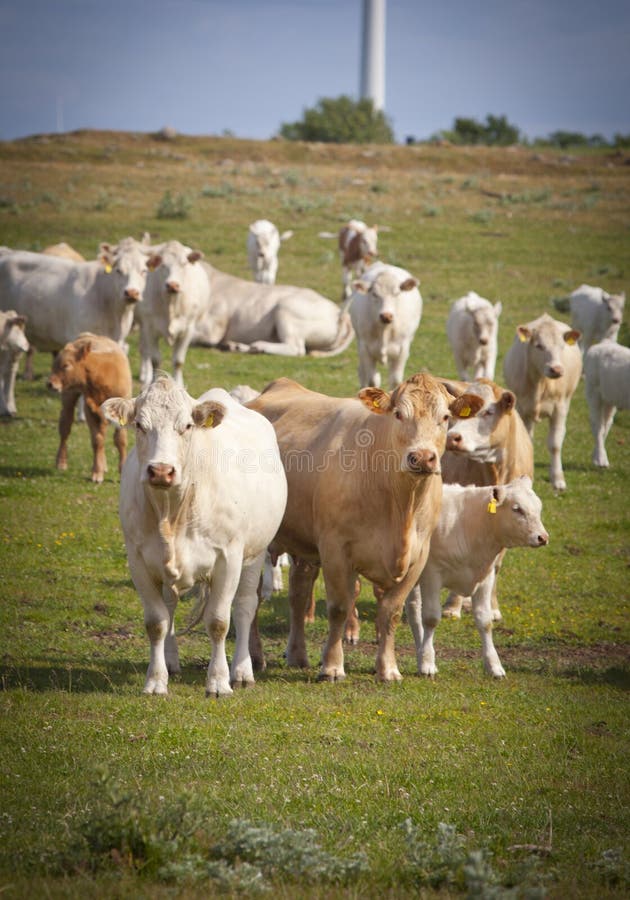 Cows on a field.GN stock photo. Image of milk, mammal - 37289726