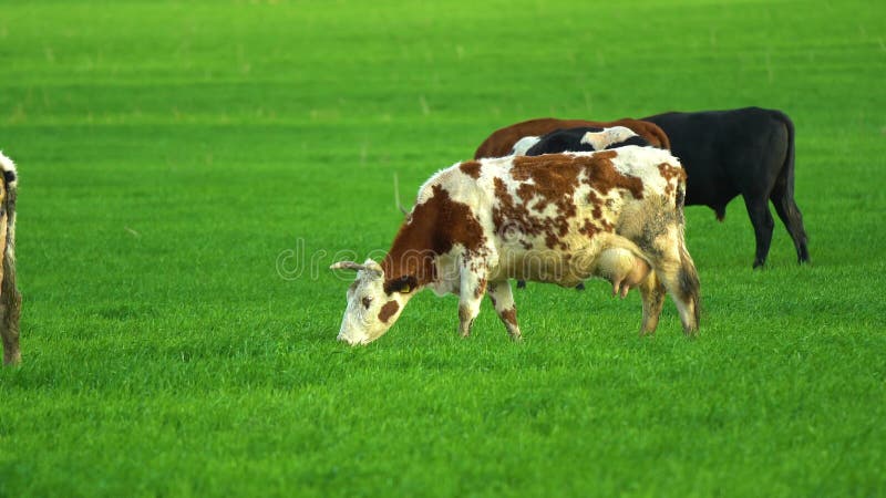 Cows In Field Grazing On Grass And Pasture In Australia On A Farming