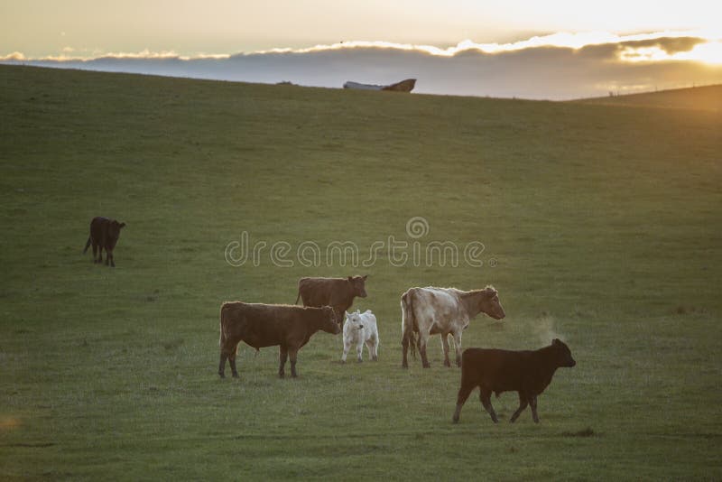 Cows in Field and Hills at Sunset Stock Photo - Image of hills, farming ...