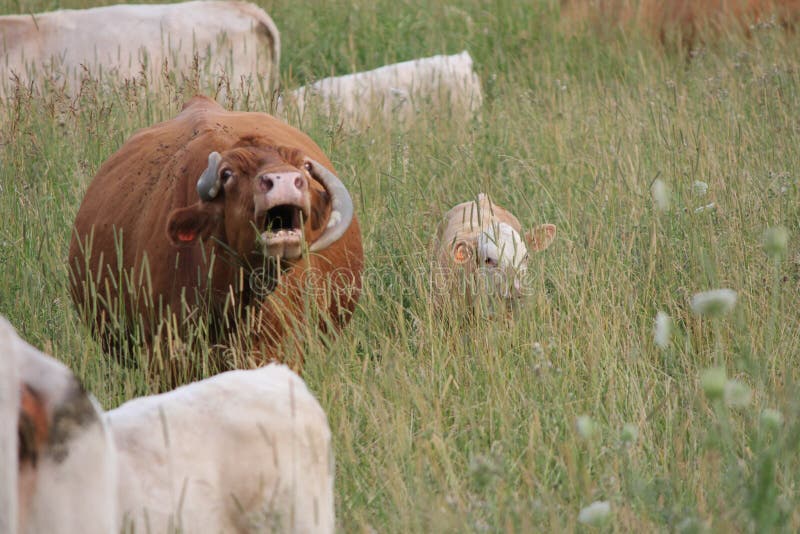Cows in Field stock photo. Image of grassland, pasture - 123167334