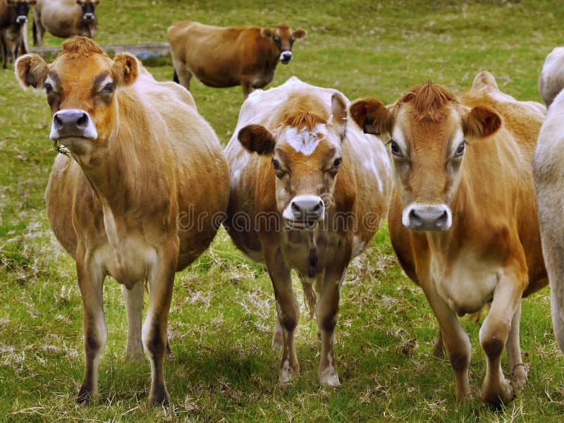 Cows in field stock photo. Image of beef, rural, mammal - 176051638