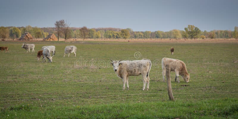 A Cow Grazing in the Medow. Stock Photo - Image of animal, cream: 75958384