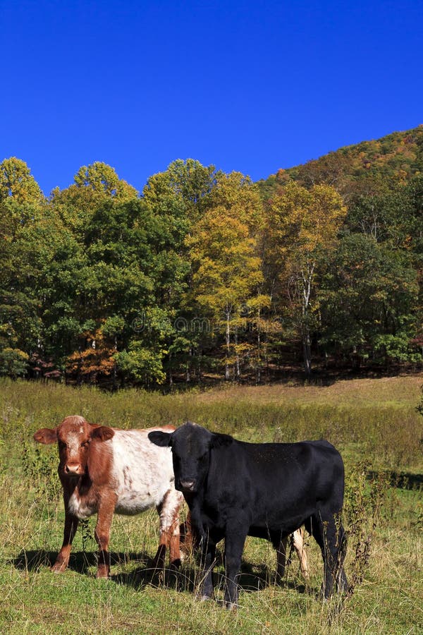 Cows in a Field stock image. Image of landscapes, grass - 36941321