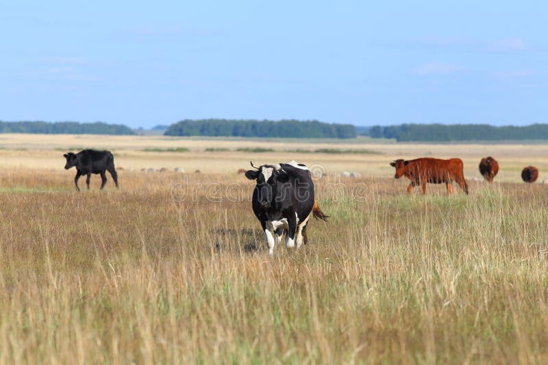 Cows in the field stock image. Image of altai, meadow - 46595449