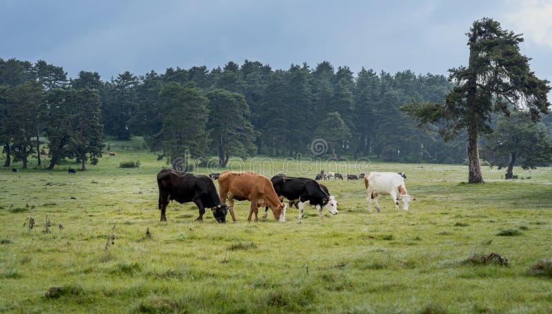 Cows on the Field in Spring Stock Image - Image of cows, forrest: 194684991