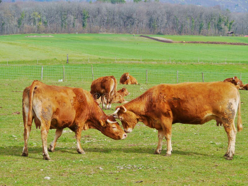 Cows in the Field in Springtime Stock Photo - Image of cows, brown ...