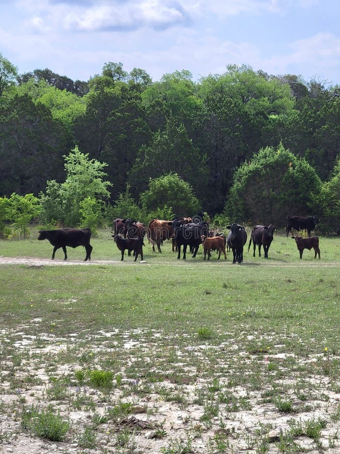Cows in a Field Texas a&M Campus Stock Image - Image of america, cows ...