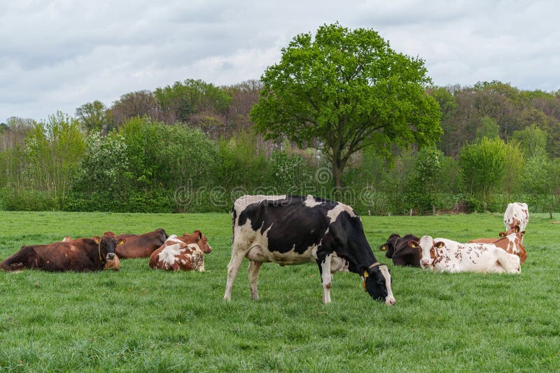 Cows on a Field in Westphalia at Spring Time Stock Photo - Image of ...