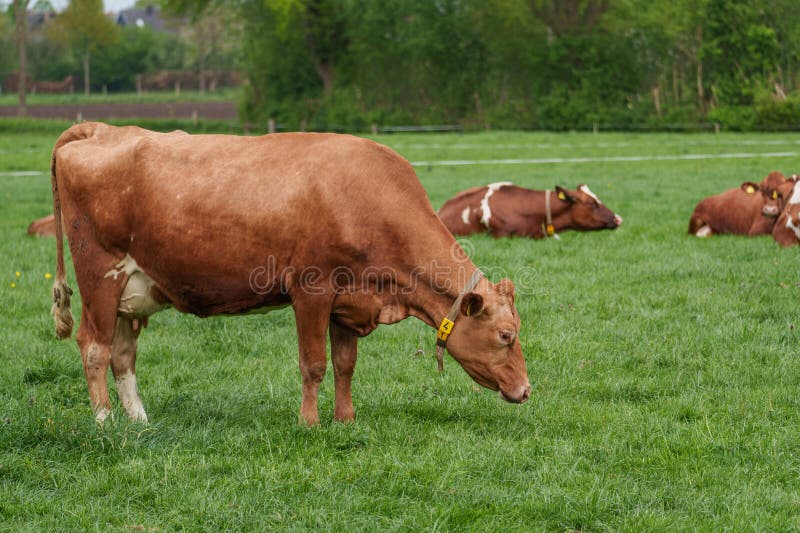 Cows on a Field in Westphalia at Spring Time Stock Image - Image of ...