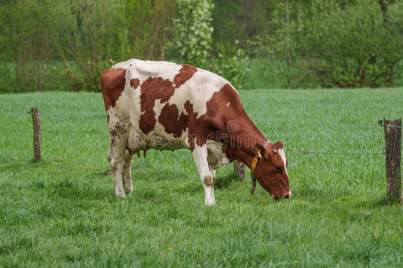 Cows on a Field in Westphalia at Spring Time Stock Photo - Image of ...