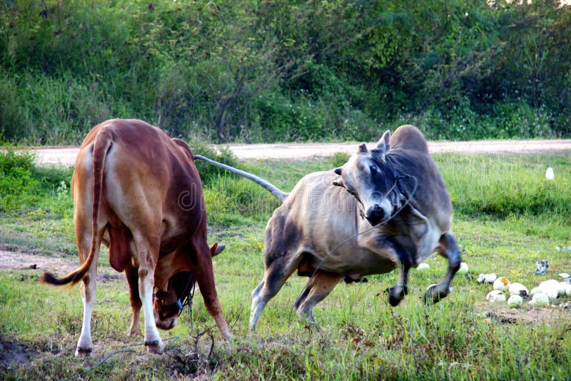 Cows fight stock image. Image of brown, animal, gray - 17176343