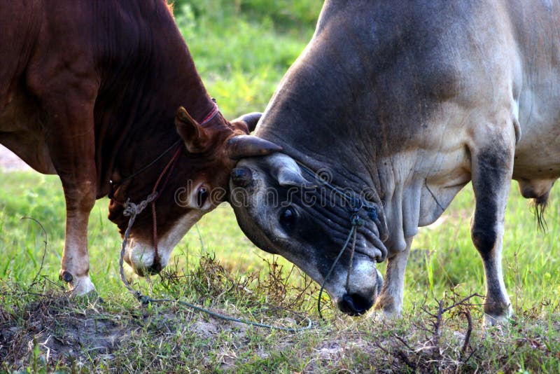 214 Cows Fighting Stock Photos - Free & Royalty-Free Stock Photos from ...