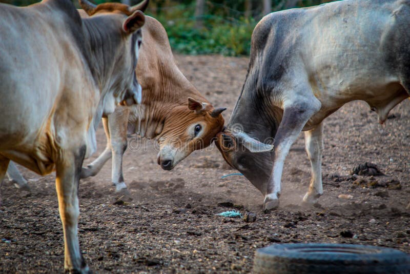 A cows fight stock image. Image of farm, combat, anger - 189984619
