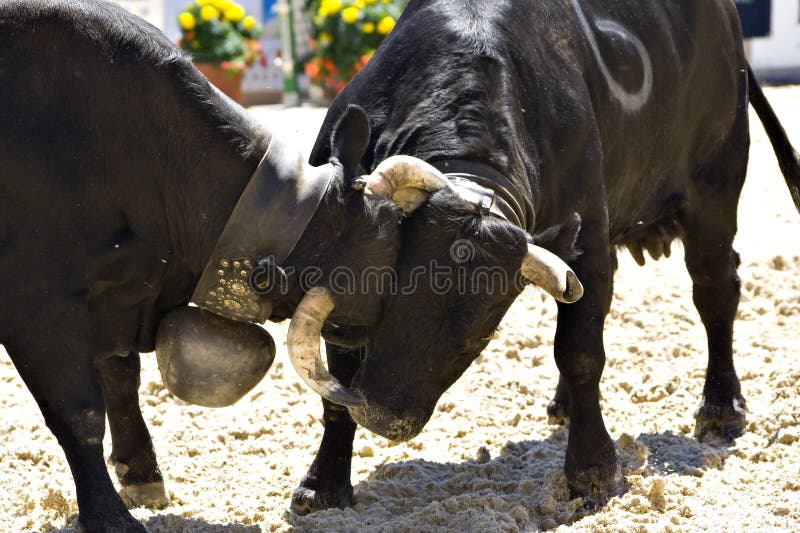 Cows Fight Picture. Image: 3304726
