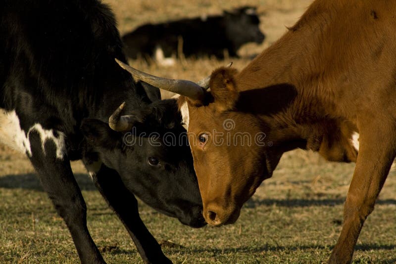 Cows Picture. Image: 121394