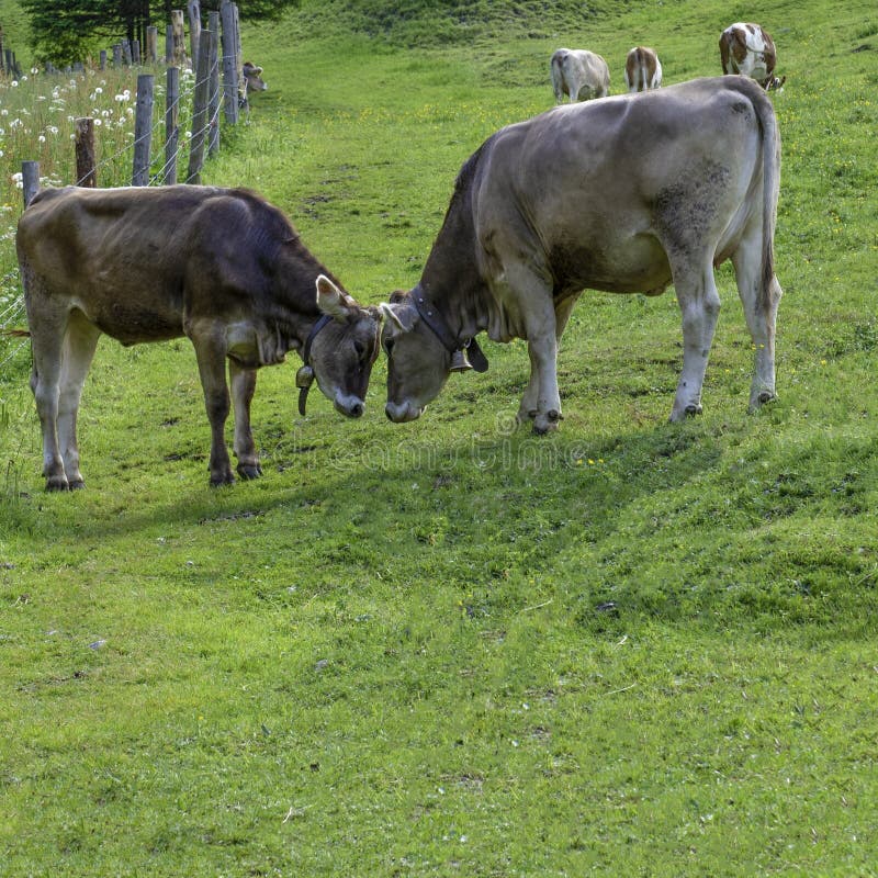 214 Cows Fighting Stock Photos - Free & Royalty-Free Stock Photos from ...