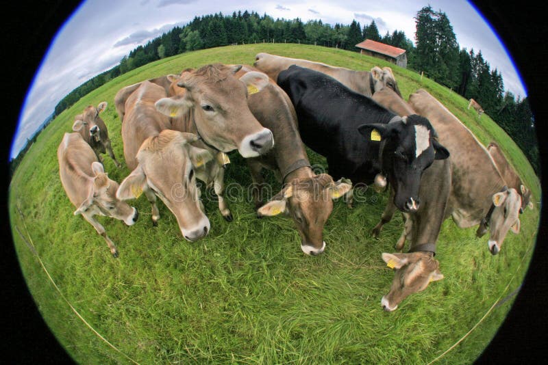 Cows fisheye stock photo. Image of rural, cloud, flora - 36954888