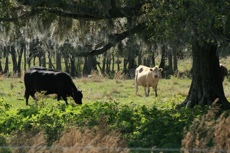 Cows in FL pasture stock image. Image of farm, beef, ranching - 4149015