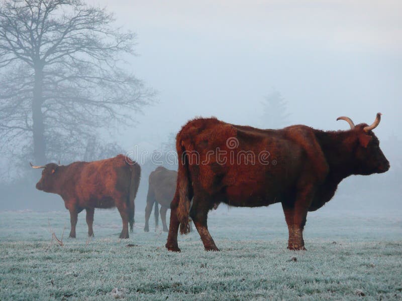 Cows in the fog stock photo. Image of isolation, morning - 4125918