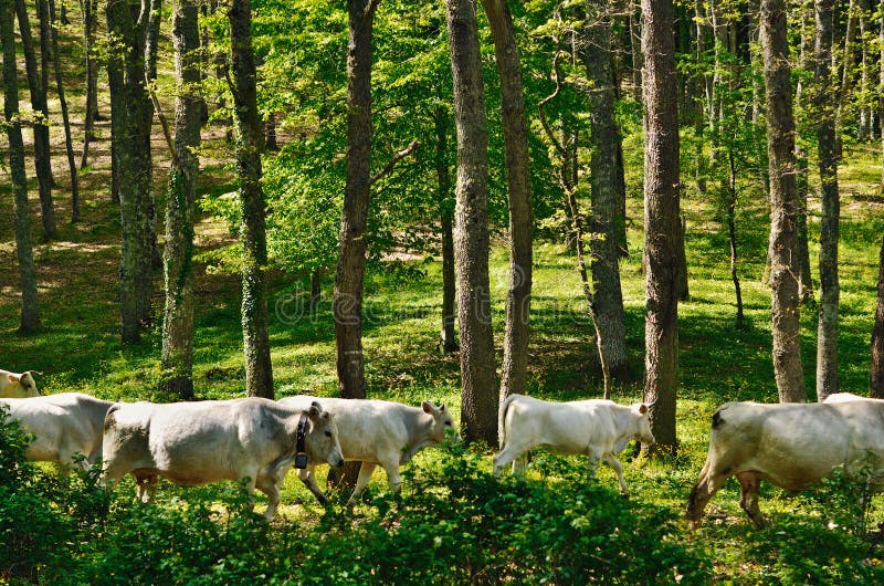 Cows in the forest stock photo. Image of mammal, calf - 44658754
