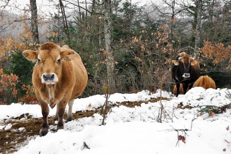 Cows in a Forest in Winter, Basque Country, Spain Stock Image - Image ...
