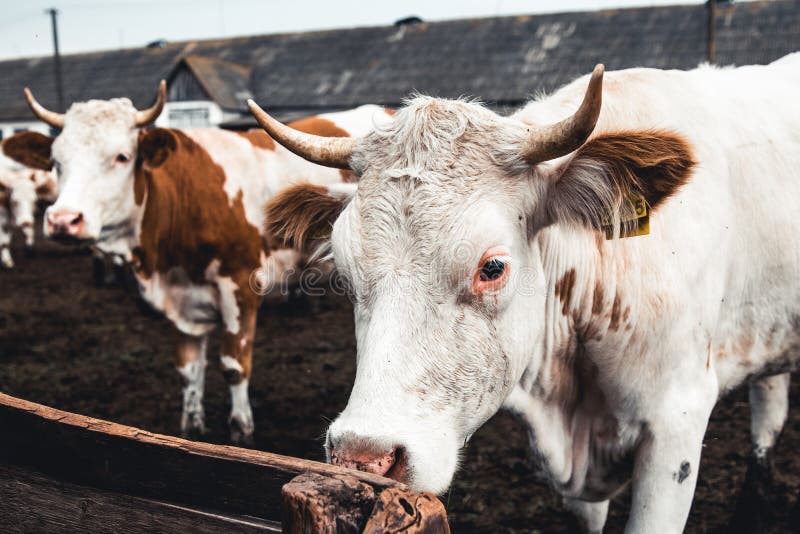 Cows on the Form. Milk, Meat Production. Household Animals Stock Photo ...