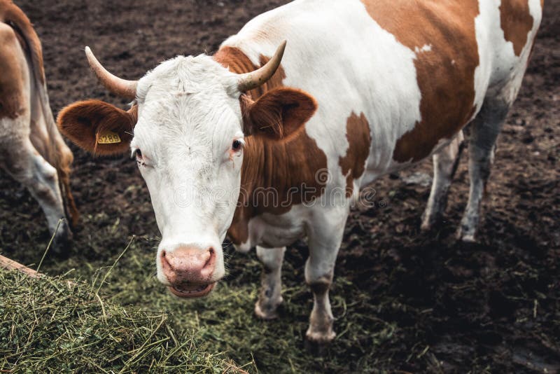 Cows on the Form. Milk, Meat Production. Household Animals Stock Image ...