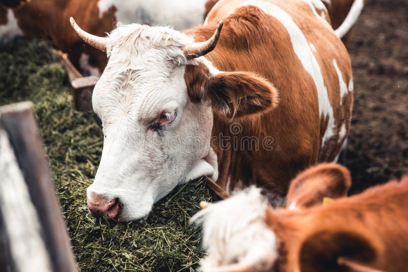Cows on the Form. Milk, Meat Production. Household Animals Stock Image ...