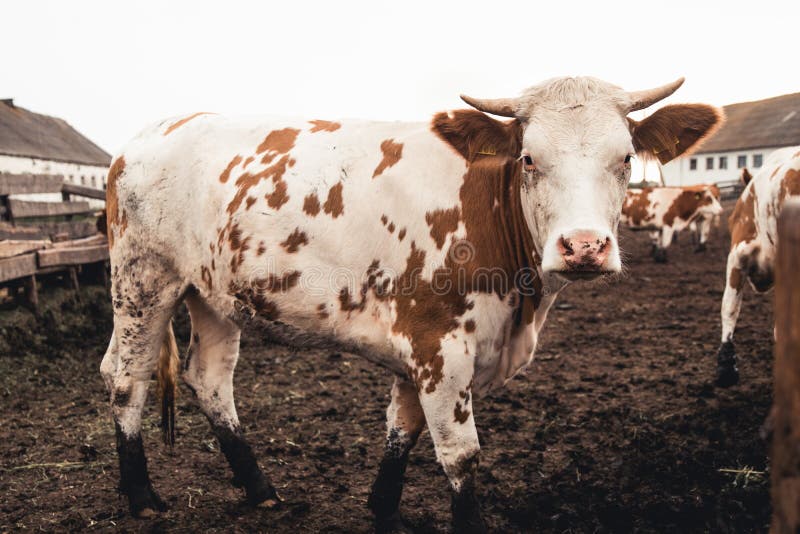 Cows on the Form. Milk, Meat Production. Household Animals Stock Image ...
