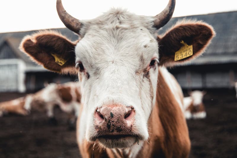 Cows on the Form. Milk, Meat Production. Household Animals Stock Image ...