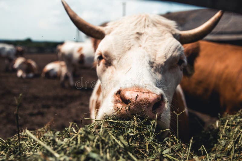 Cows on the Form. Milk, Meat Production Stock Image - Image of head ...