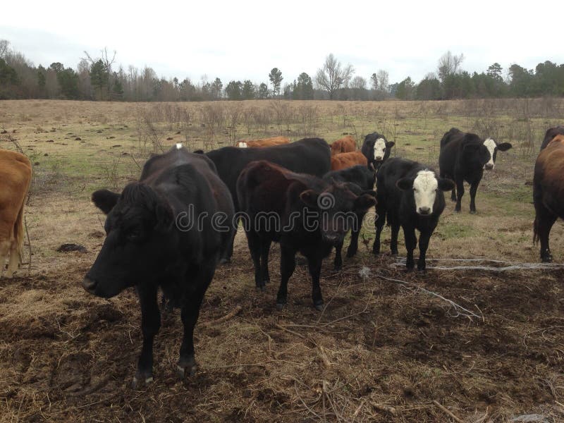 (Davemcc48) - Photos