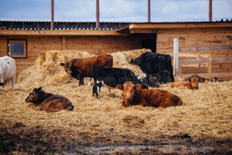 Cows in Free Open Stall at the Farm Stock Photo - Image of breeding ...